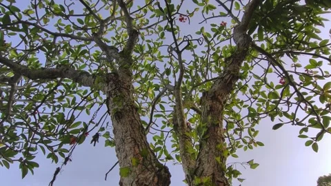Frangipani Tree Isolated Stock Footage ~ Royalty Free Stock Videos | Pond5