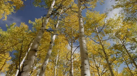 Low angle panning medium shot of autumn ... | Stock Video | Pond5