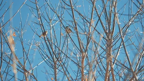 Low-angle shot of birds perching on bare... | Stock Video | Pond5
