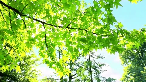 Camera Front Angles Stock Videos – Royalty-Free HD & 4K Videos | Pond5