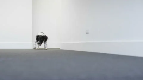 Low Angle Shot of Dog Running Around | Stock Video | Pond5