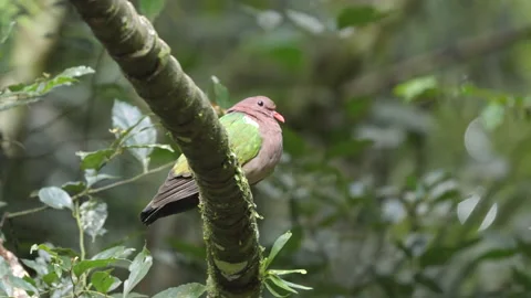 low angle side view of a common emerald ... | Stock Video | Pond5