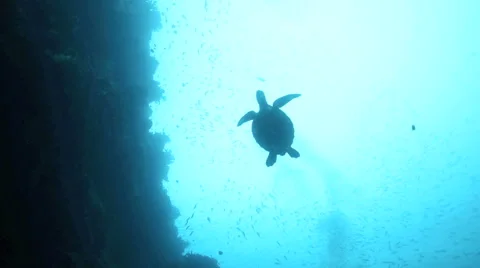 Low angle silhouette view of green sea t... | Stock Video | Pond5