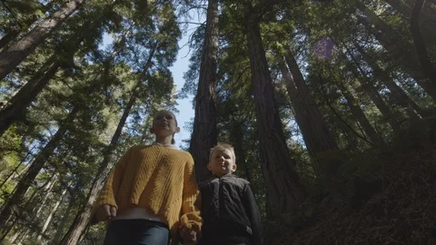 Track Scene Up Forest Stock Videos – Royalty-Free HD & 4K Videos