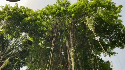 Low angle view of Banyan tree and root i... | Stock Video | Pond5