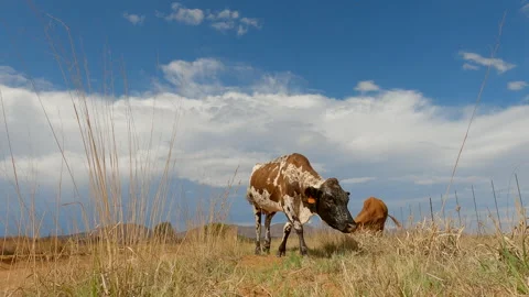 Cattle Lowing Stock Videos – Royalty-Free HD & 4K Videos