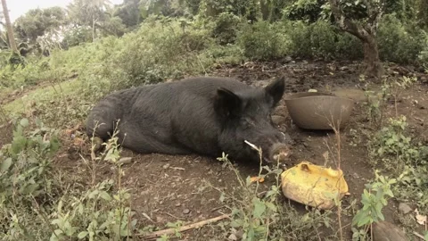 Hog Front View Stock Videos – Royalty-Free HD & 4K Videos