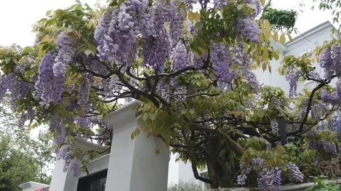 Low angle view of rain falling down on t... | Stock Video | Pond5
