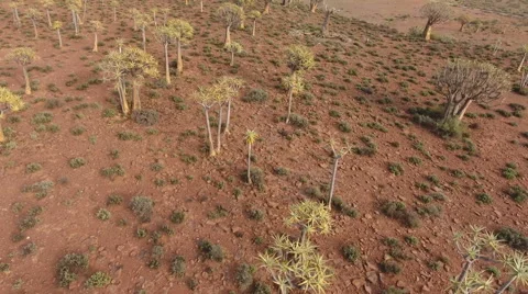 Low flying aerial view of rare quiver tr... | Stock Video | Pond5