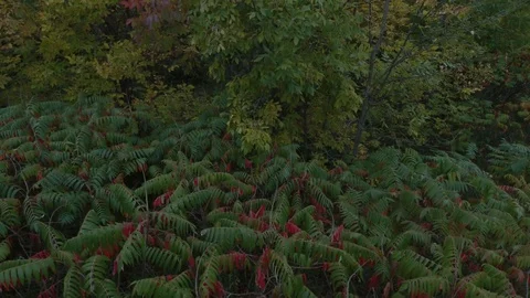 Low ground level green and red plants gr... | Stock Video | Pond5
