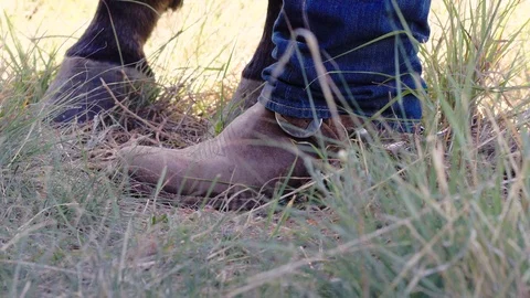 Low ground view through grass, of brown ... | Stock Video | Pond5