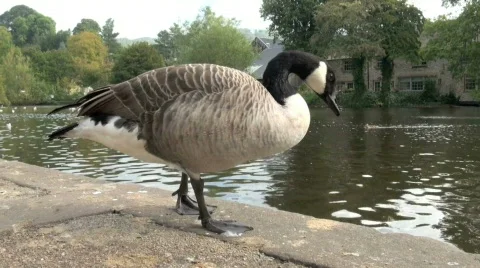 Geese Honking Stock Video Footage | Royalty Free Geese Honking Videos ...