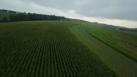 Low pass over corn fields | Stock Video | Pond5