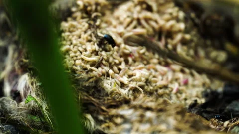 Decomposing Animal Stock Video Footage | Royalty Free Decomposing ...