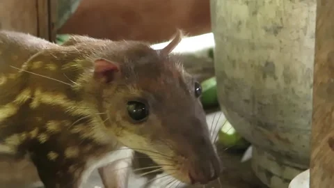 Paca Stock Footage ~ Royalty Free Stock Videos | Pond5