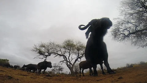 Low wide angle view of African cape buff... | Stock Video | Pond5