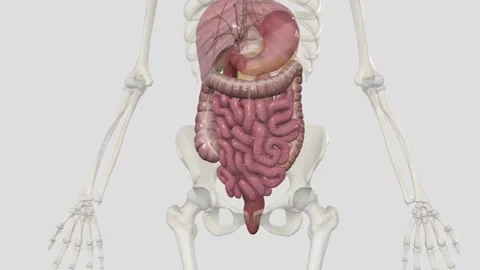 The lower gastrointestinal tract include... | Stock Video | Pond5