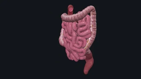 The lower GI tract consists of the large... | Stock Video | Pond5