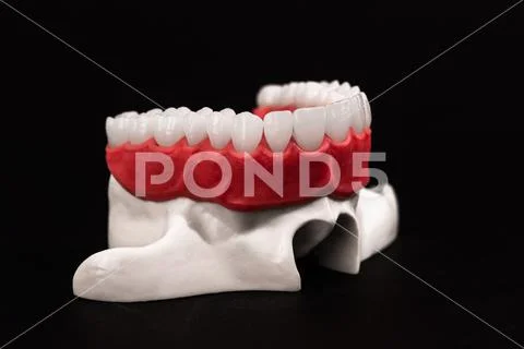 Photograph: Lower human jaw with teeth anatomy model isolated on black ...