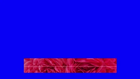 Rose Lower Third Stock Videos – Royalty-Free HD & 4K Videos