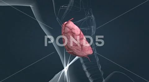 The lower two thirds of the lobes are connected by a thin band of ...