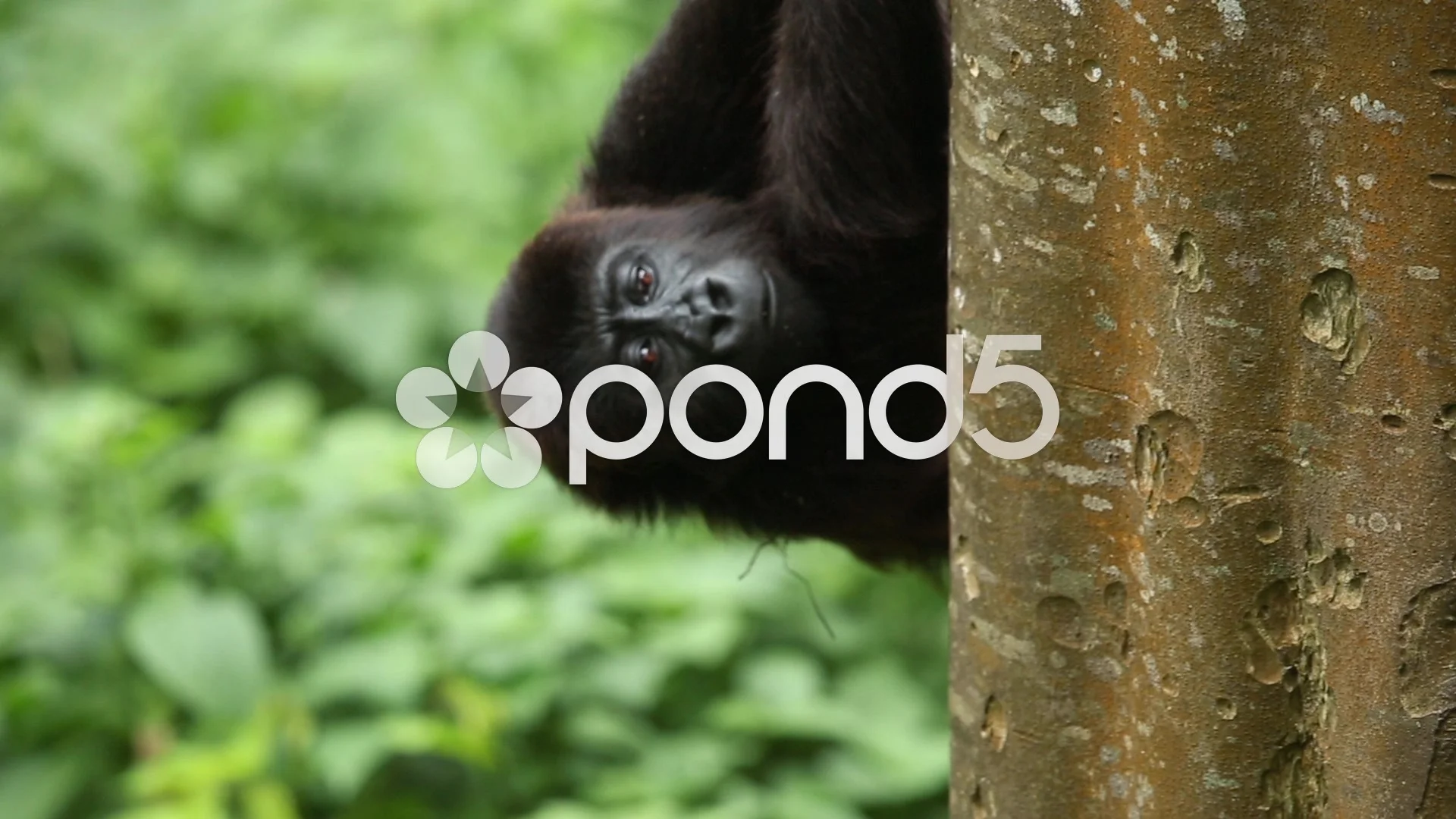 Gorilla Climbing