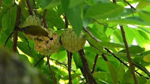Lowland White-eye Bird Eating a Fruit _... | Stock Video | Pond5