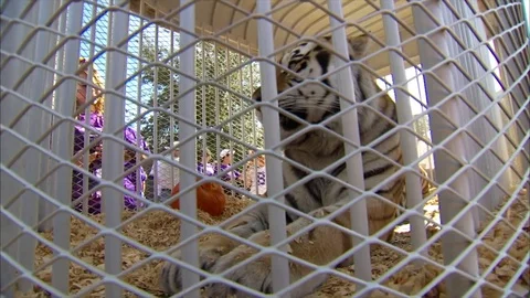 Caspian Tiger Stock Videos – Royalty-Free HD & 4K Videos | Pond5