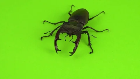 Lucanus cervus on green screen | Stock Video | Pond5
