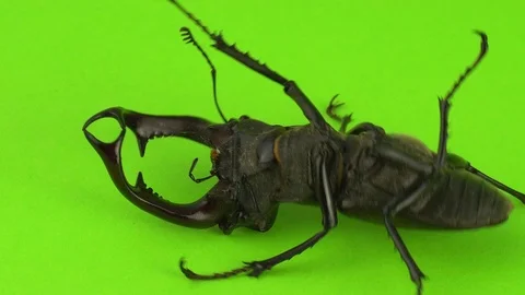 Lucanus cervus on green screen | Stock Video | Pond5