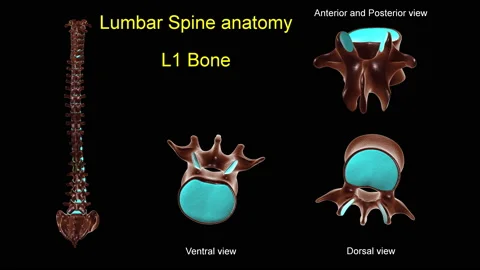 Lumbar spine L 1 bone anatomy for medica... | Stock Video | Pond5