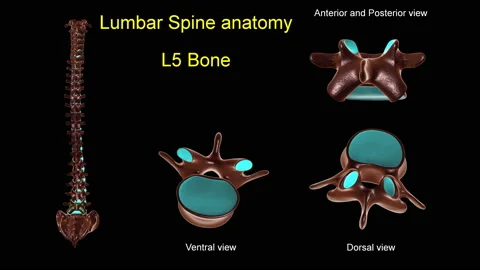 Lumbar spine L 5 bone anatomy for medica... | Stock Video | Pond5