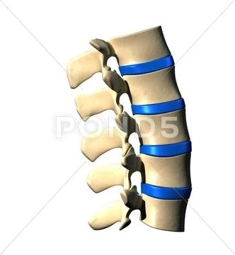 Lumbar Spine - Lateral view / Side view: Royalty Free #22361406