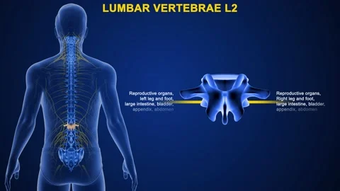 Lumbar vertebrae L2 Bone anatomy | Stock Video | Pond5