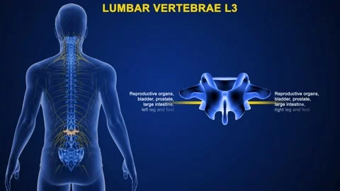 lumbar vertebrae L3 Anatomy | Stock Video | Pond5
