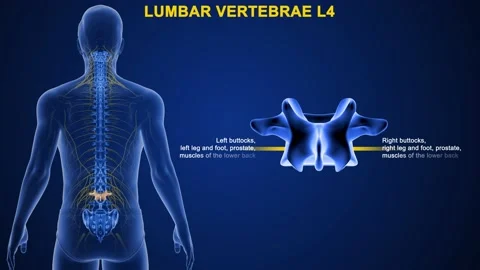 lumbar vertebrae (L4) bone anatomy | Stock Video | Pond5
