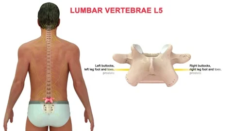 Lumbar vertebrae (L5) anatomy | Stock Video | Pond5