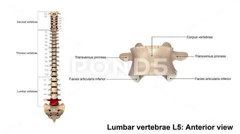 Lumbar vertebrae L5 Anterior view ~ Clip Art #80389587