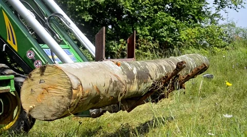 Stock Logging Stock Video Footage | Royalty Free Stock Logging Videos ...