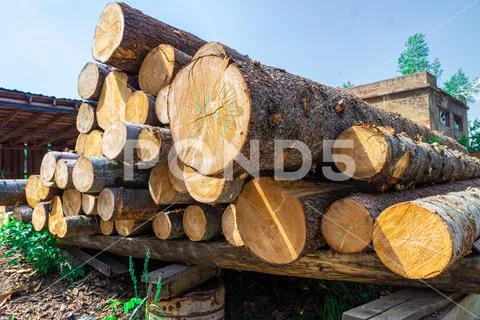 Photograph: Lumber warehouse - logs with bark, prepared for sawing into ...