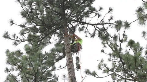 50 Ft ] Stock Videos – Royalty-Free HD & 4K Videos