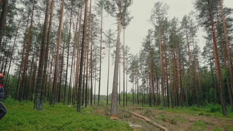 Cut Down Forest Stock Videos – Royalty-Free HD & 4K Videos