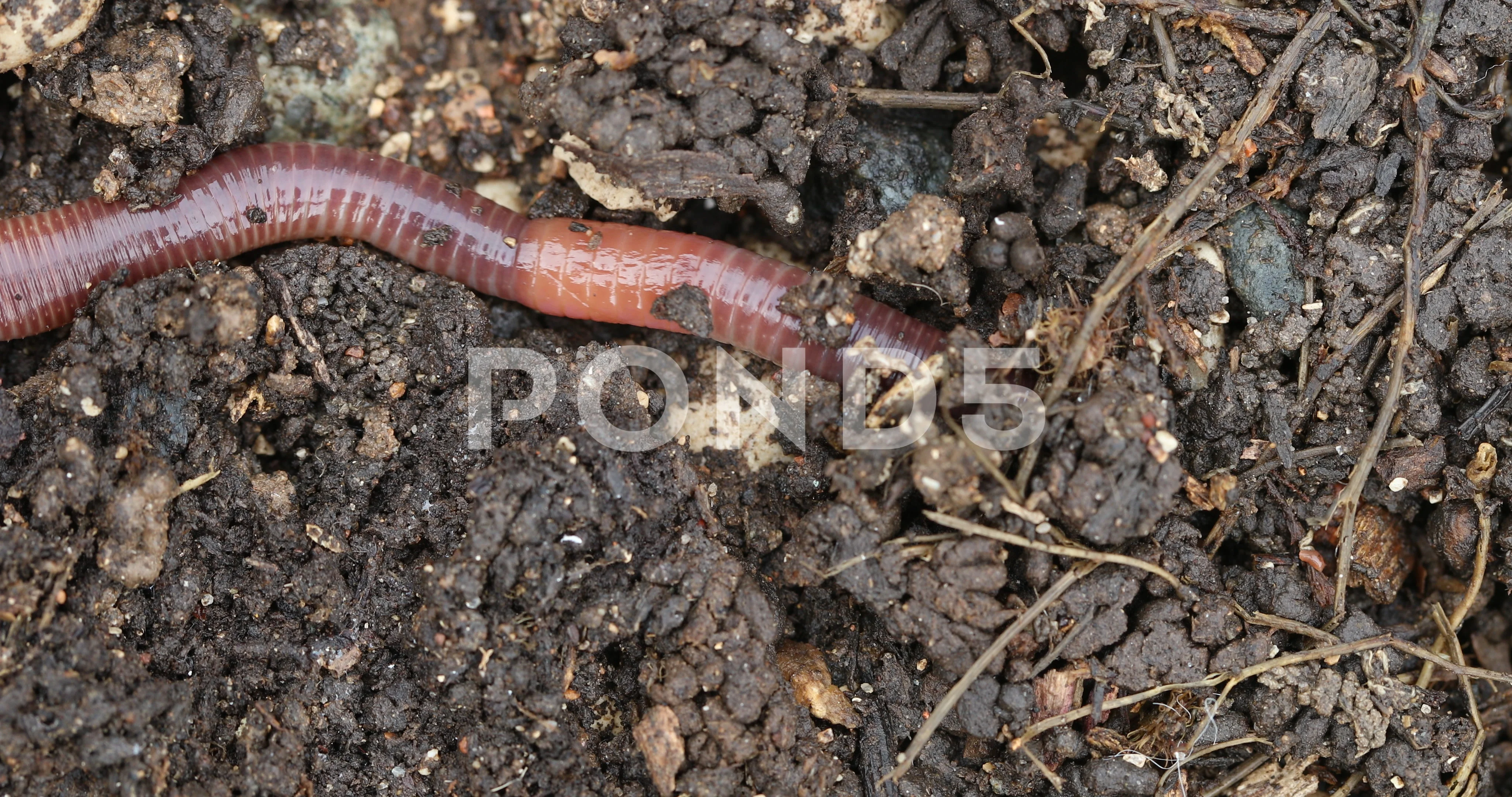 Lumbricus Terrestris