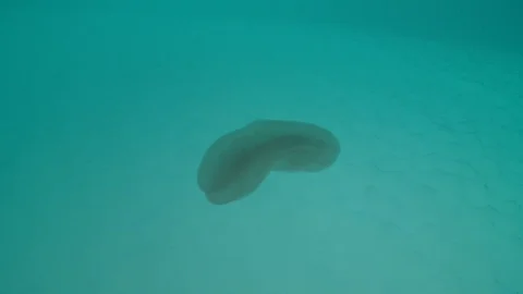 Luminescent comb jelly floating in the A... | Stock Video | Pond5