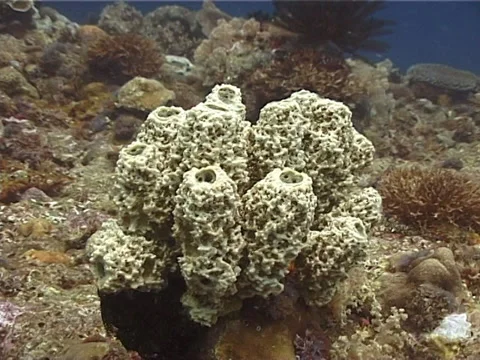 Lumpy Erect Tube Sponge Stock Videos – Royalty-Free HD & 4K Videos