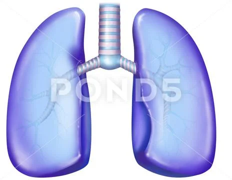 Lung, drawing Lung and bronchial tree. The bronchial tree is ...