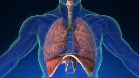 Lung inside human body with its parts vi... | Stock Video | Pond5