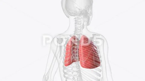 Lungs are part of the respiratory system, a group of organs and tissues ...