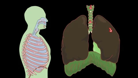 Lungs breathing Vector Animation b... | Stock Video | Pond5