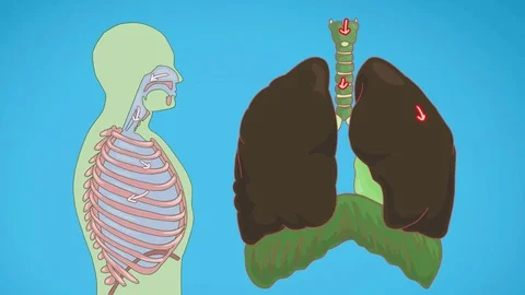 Lungs breathing Vector Animation b... | Stock Video | Pond5